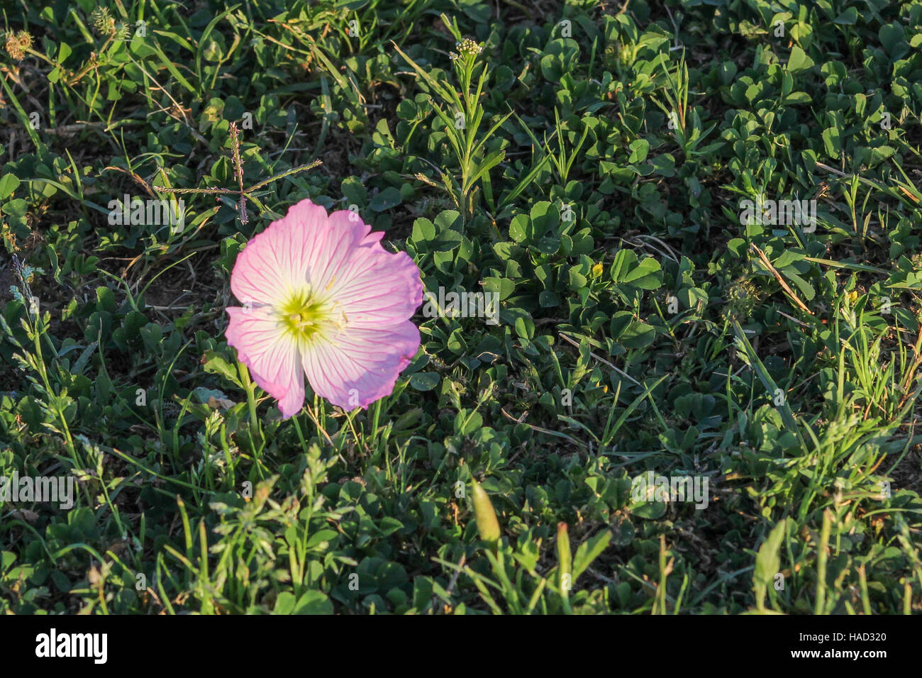 Pink buttercup, oenethera speciosa, in grass, clover and weeds Stock ...