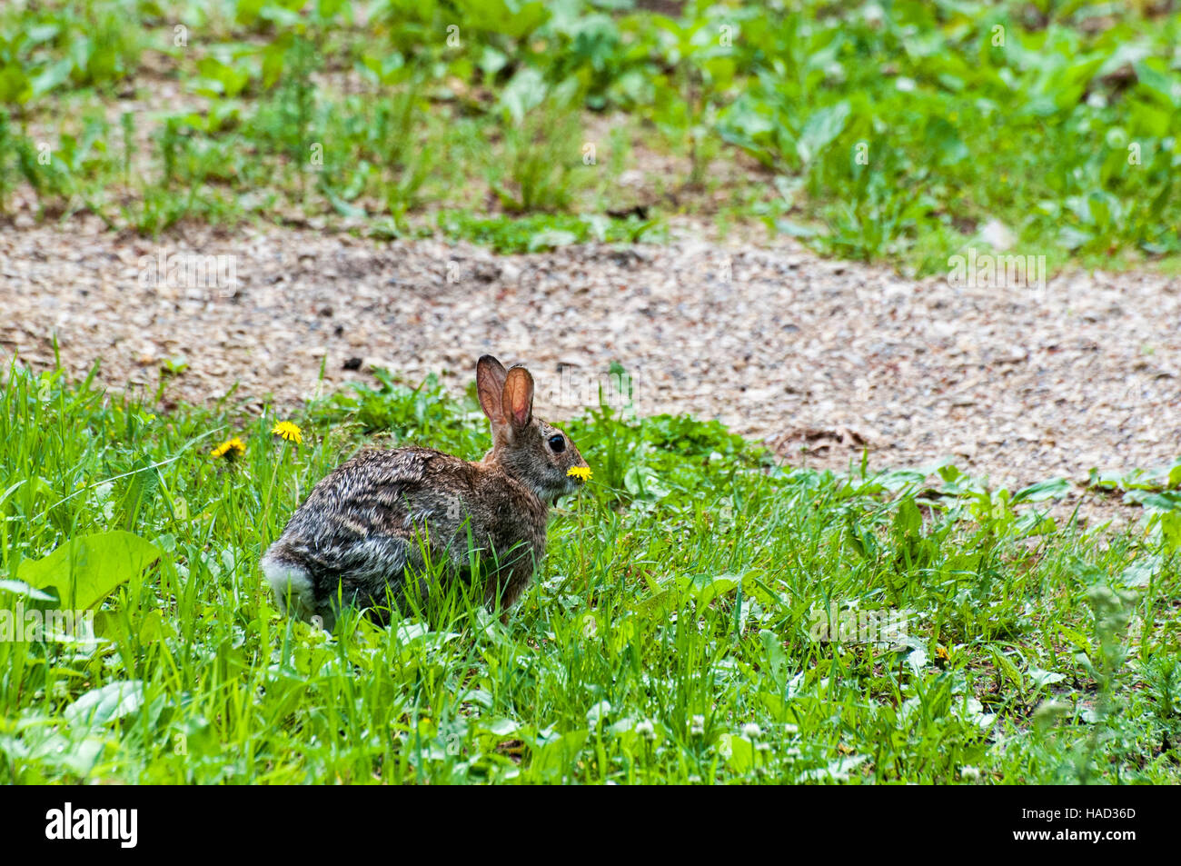 Vadnais Heights, Minnesota. Vadnais lake regional park. Eastern ...