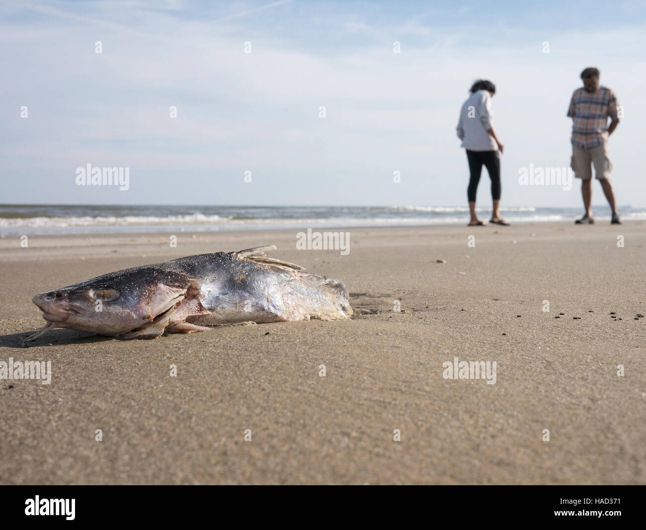 South texas beaches hi-res stock photography and images - Alamy