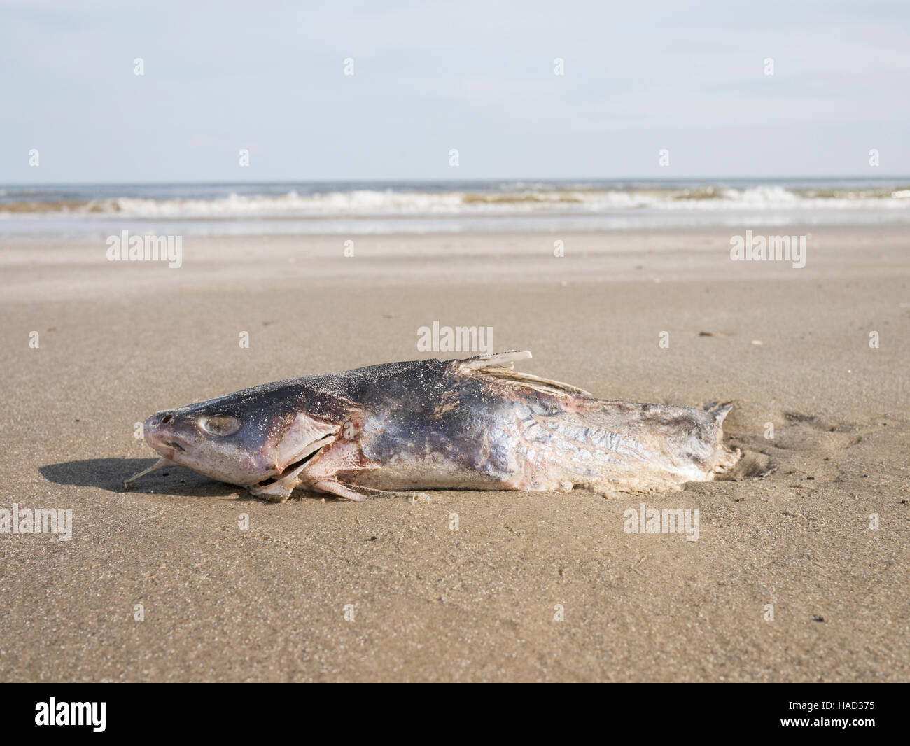 South texas beaches hi-res stock photography and images - Alamy