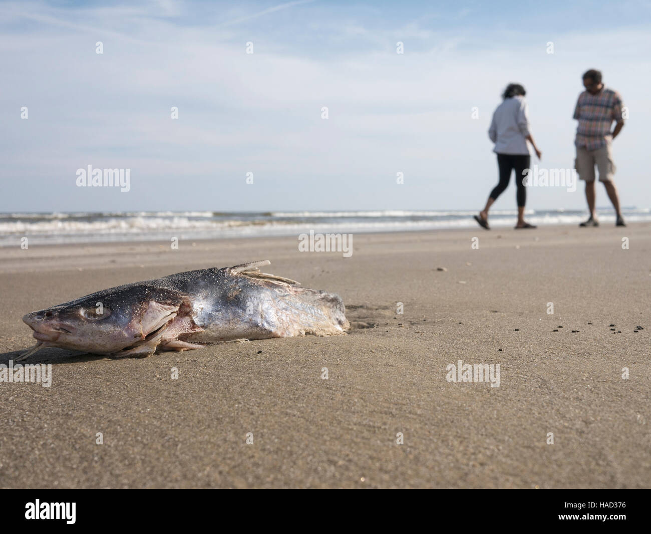 Walking On Dead Fish