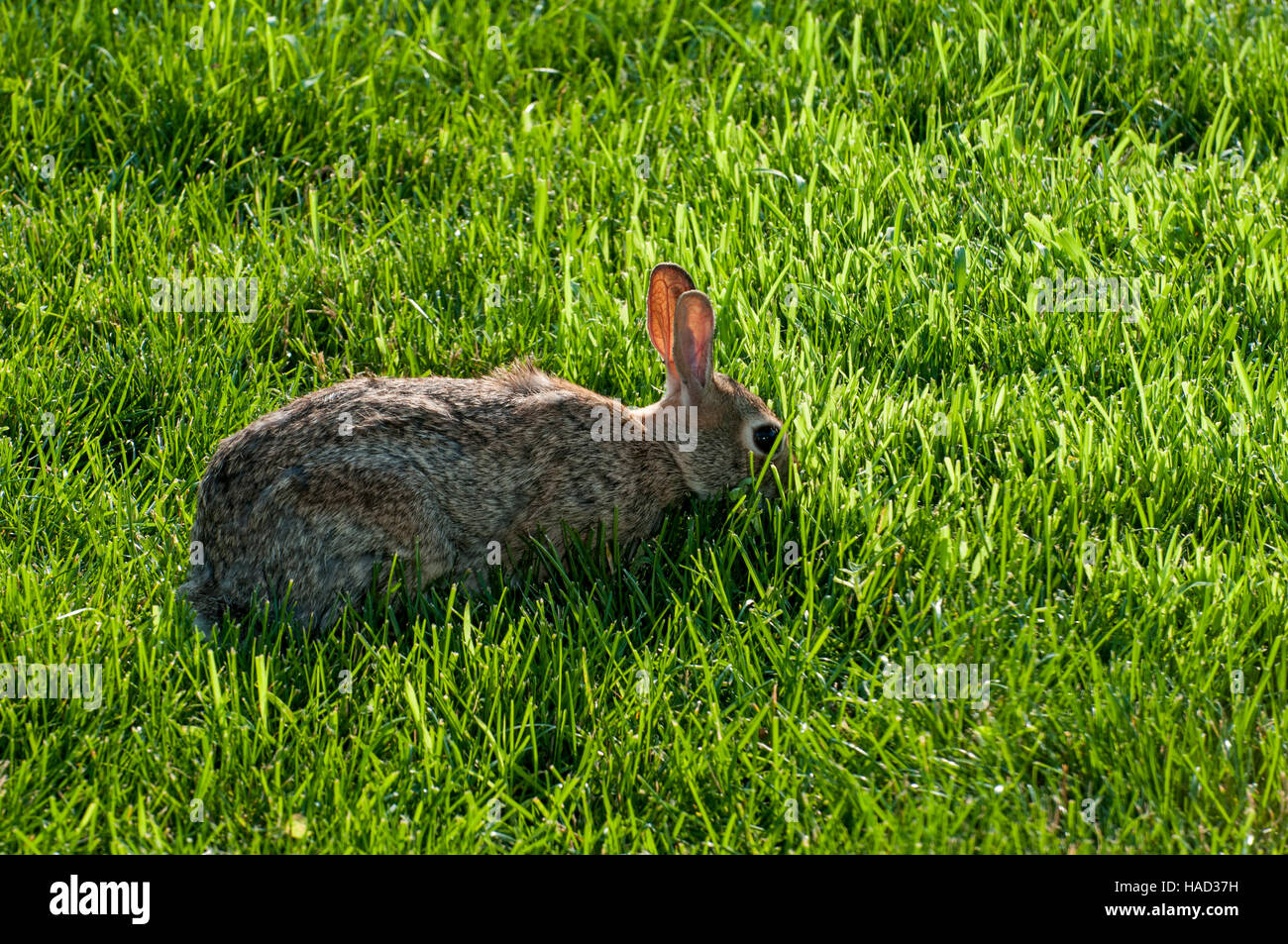 Vadnais Heights, Minnesota. Eastern Cottontail rabbit, Sylvilagus ...