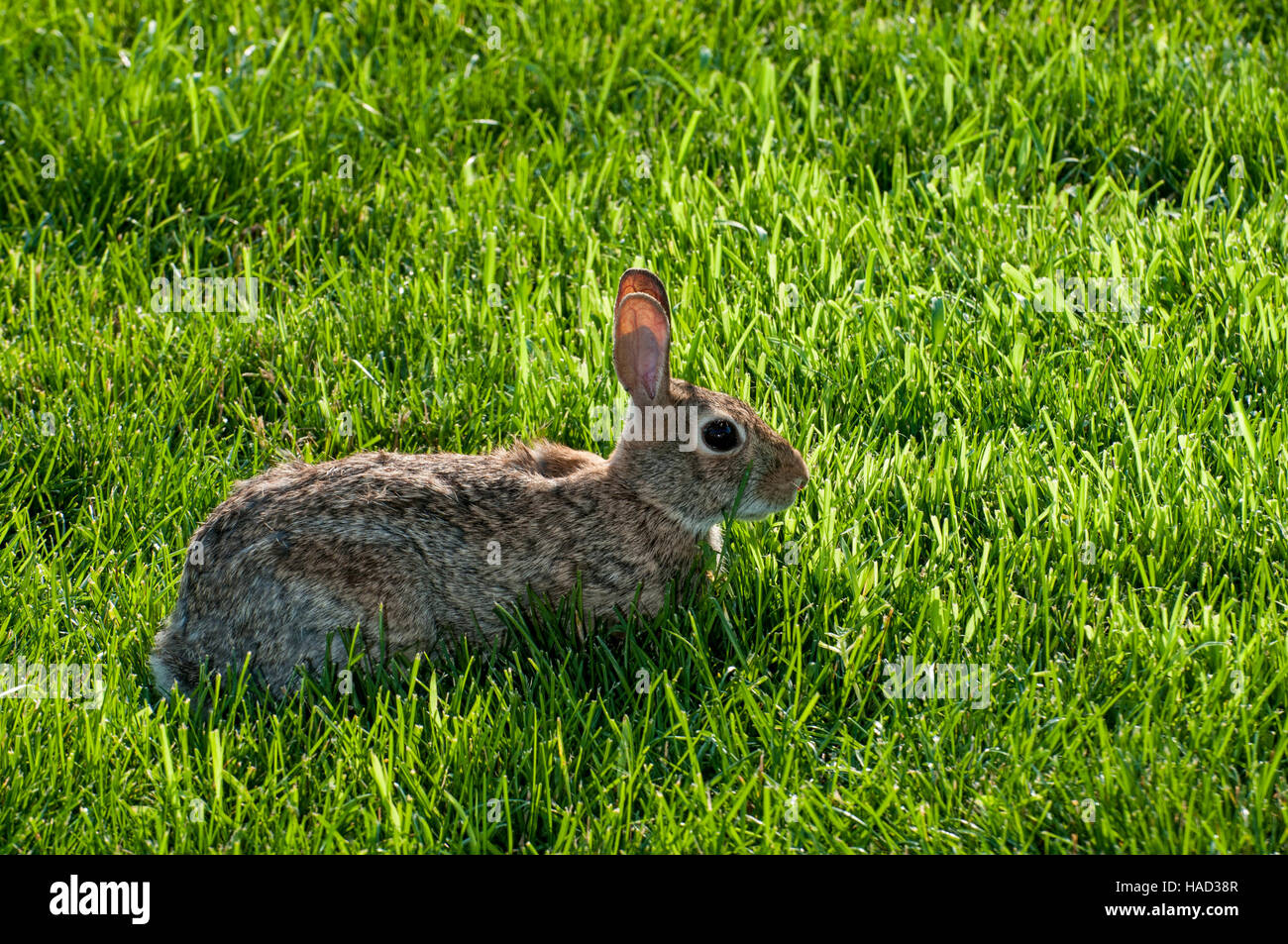 Eastern cottontail rabbit close up hi-res stock photography and images ...