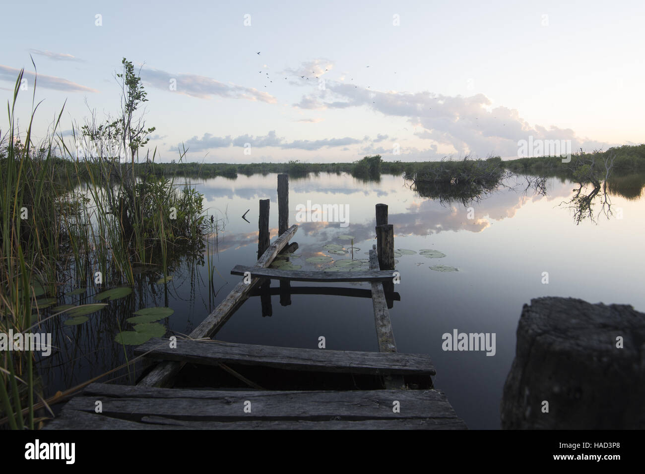 Wooden pier in caribbean mangrove Stock Photo - Alamy