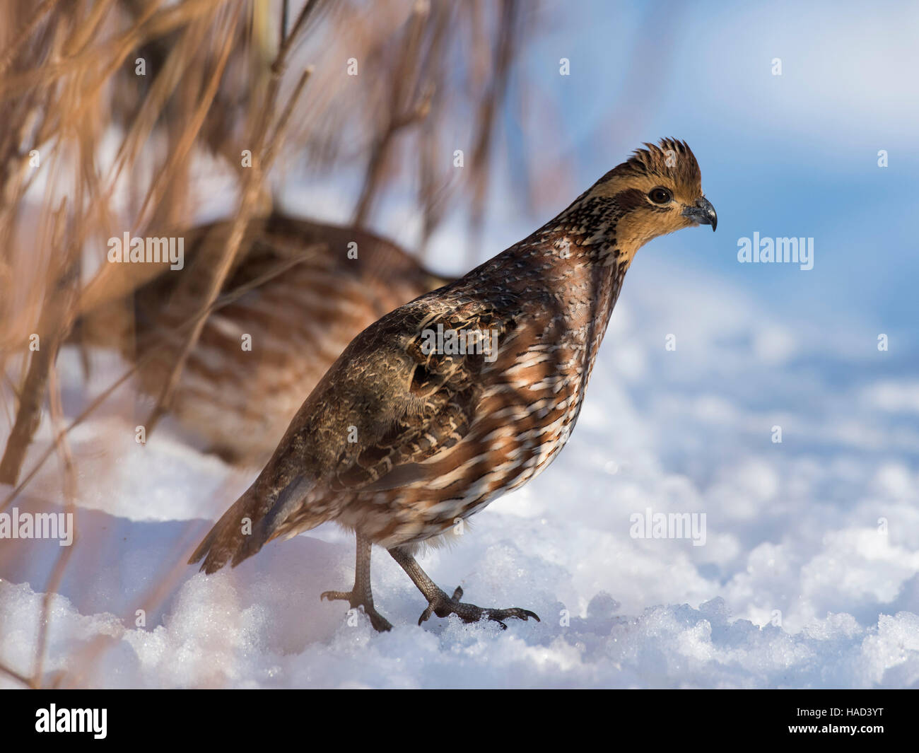 A Female Bobwhite Quail walking on snow Stock Photo - Alamy