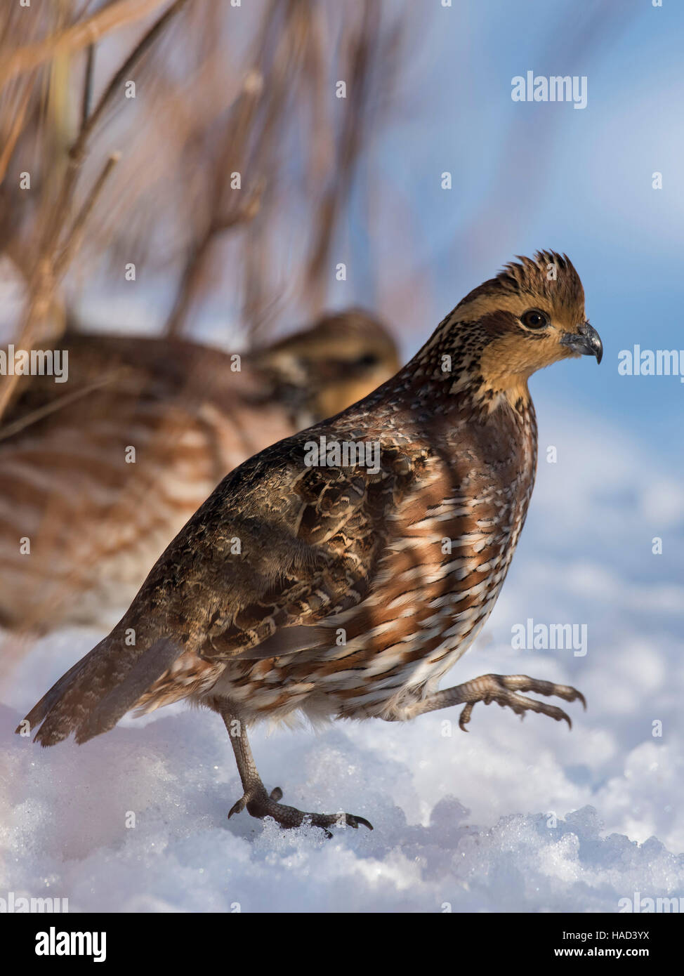 A Female Bobwhite Quail walking on snow Stock Photo - Alamy