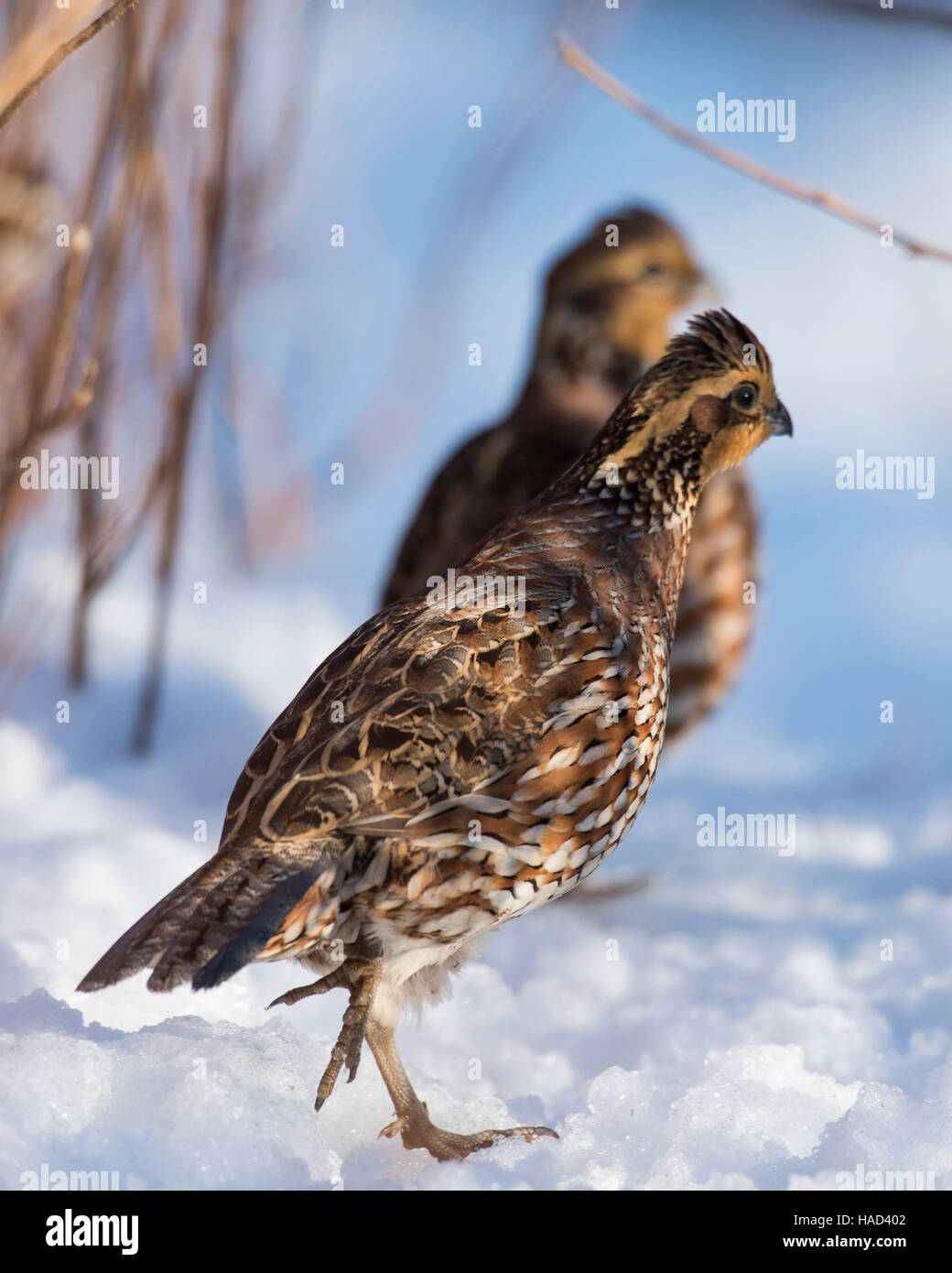 A Female Bobwhite Quail walking on snow Stock Photo - Alamy
