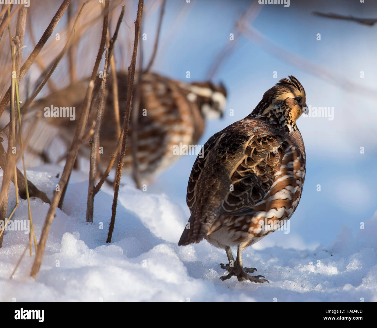 A Female Bobwhite Quail walking on snow Stock Photo - Alamy