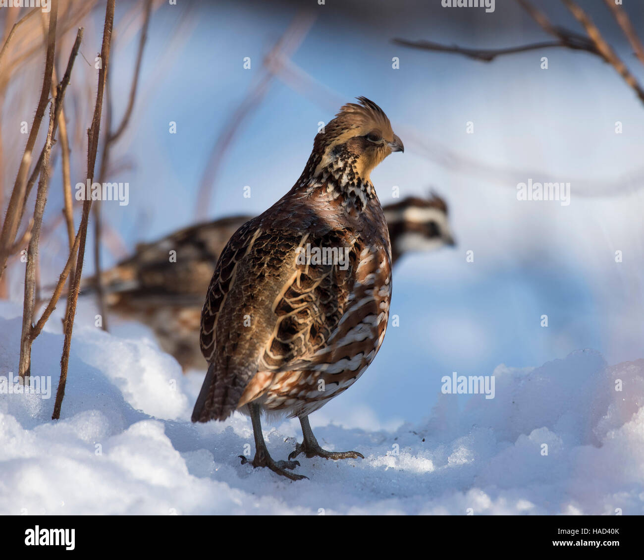 A Female Bobwhite Quail walking on snow Stock Photo - Alamy