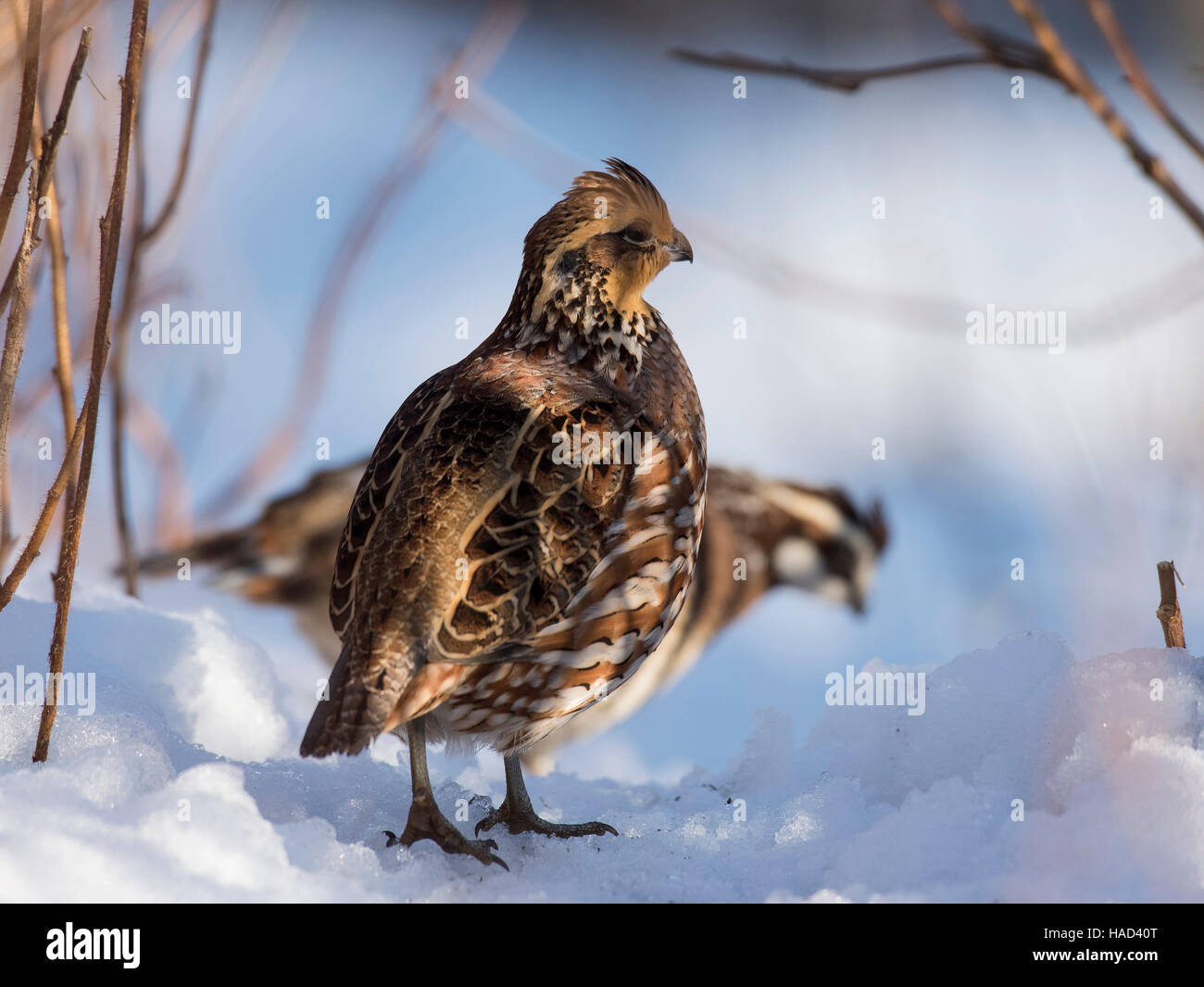 A Female Bobwhite Quail walking on snow Stock Photo - Alamy