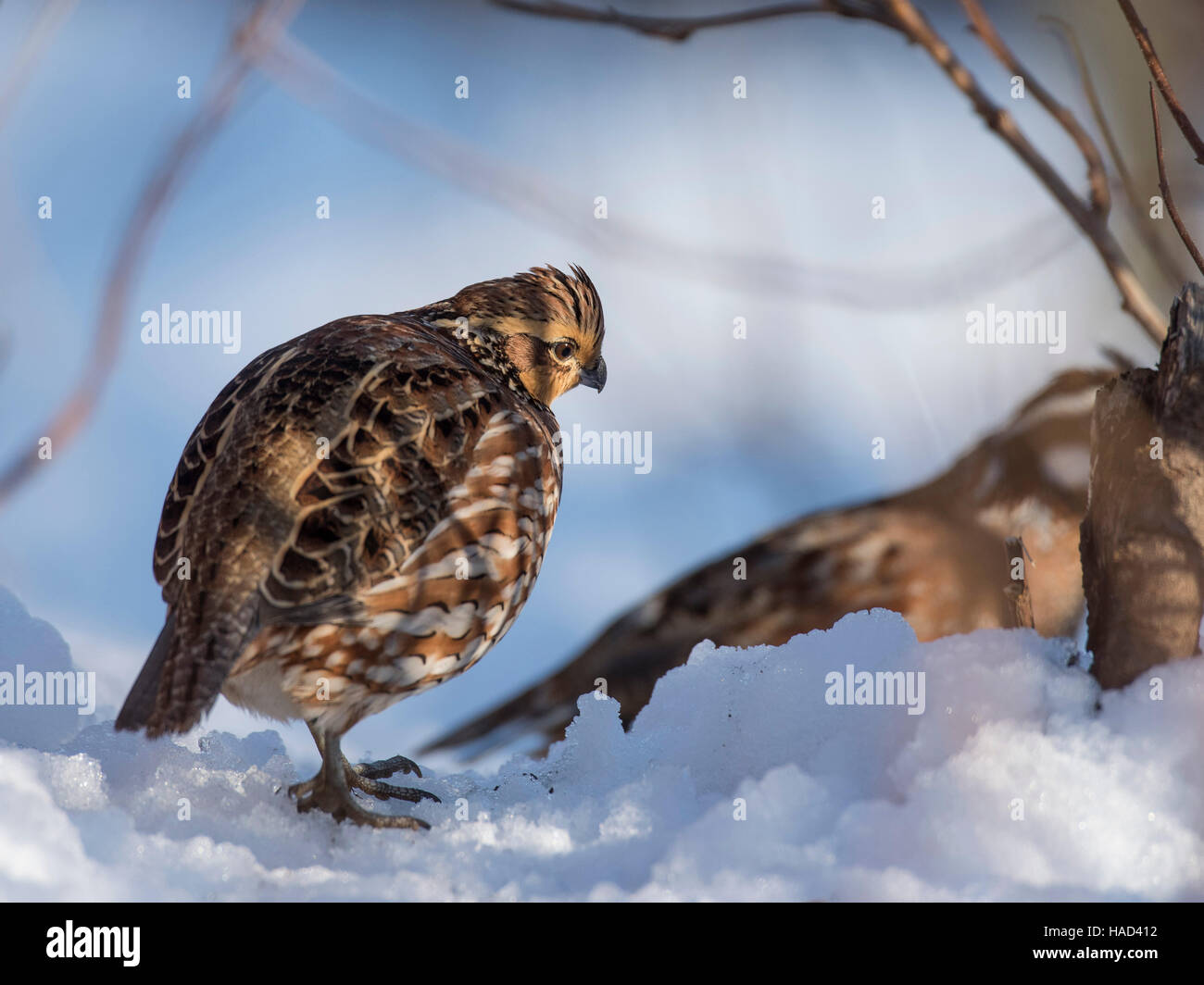 A Female Bobwhite Quail walking on snow Stock Photo - Alamy