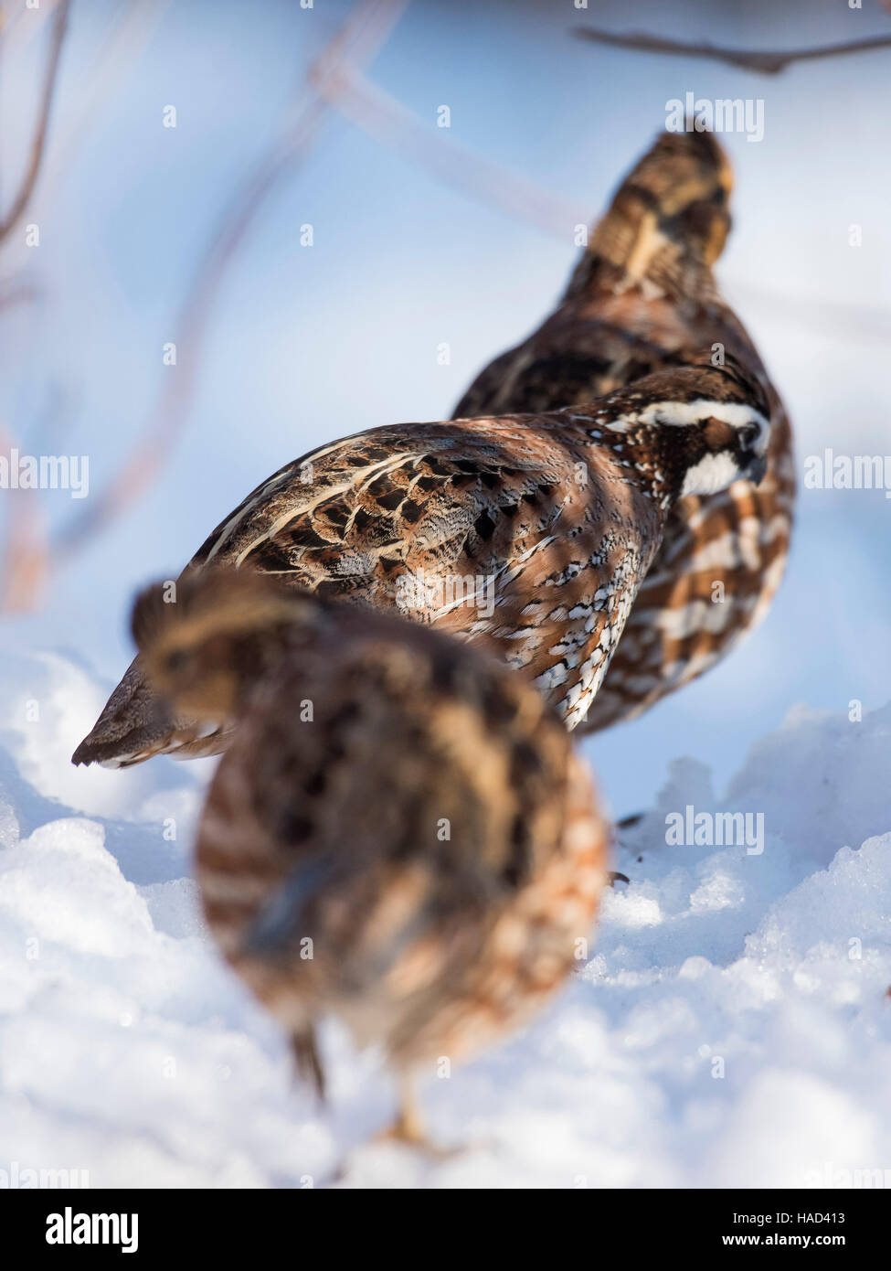 A Female Bobwhite Quail walking on snow Stock Photo - Alamy