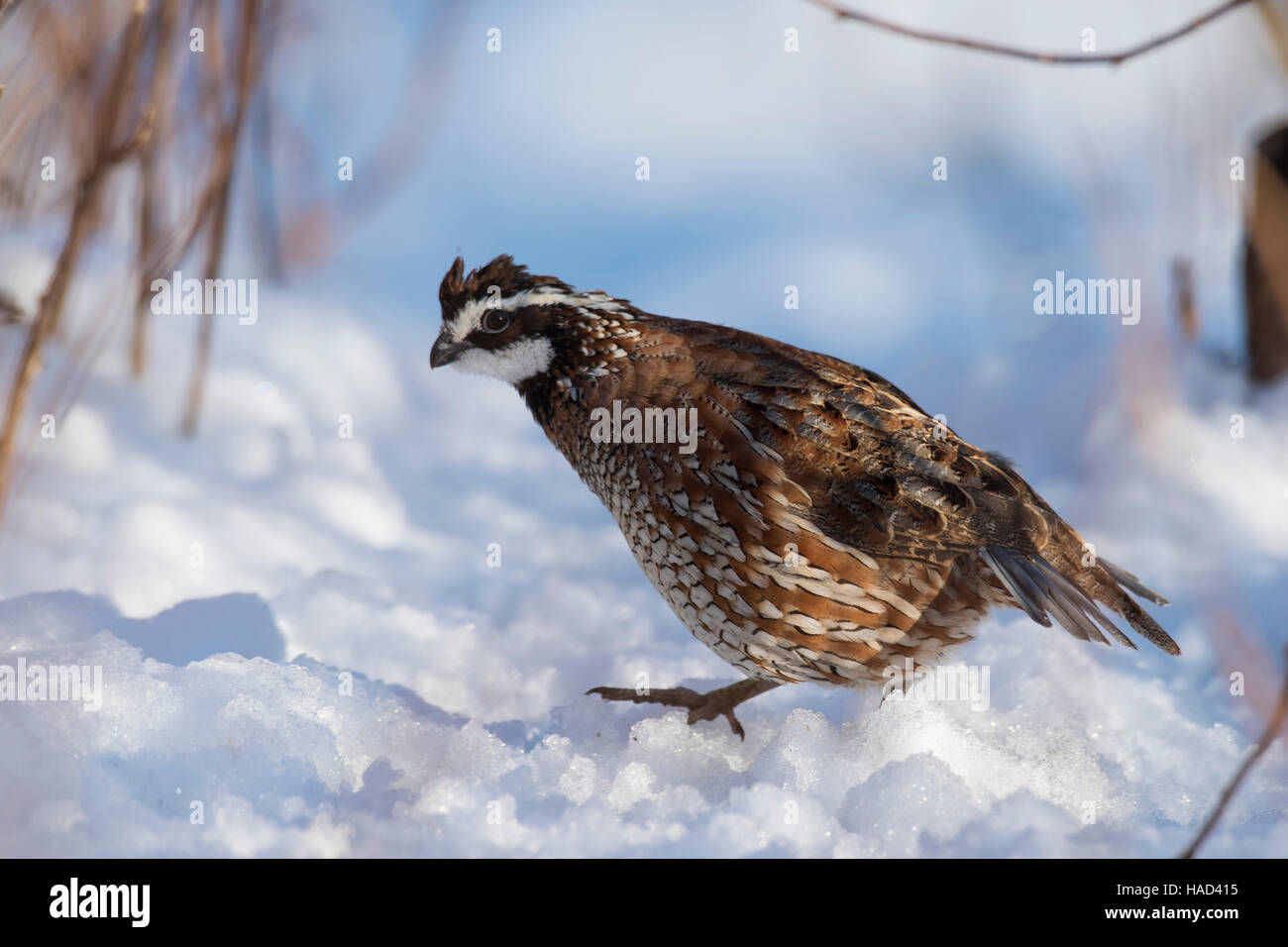 A Female Bobwhite Quail walking on snow Stock Photo - Alamy
