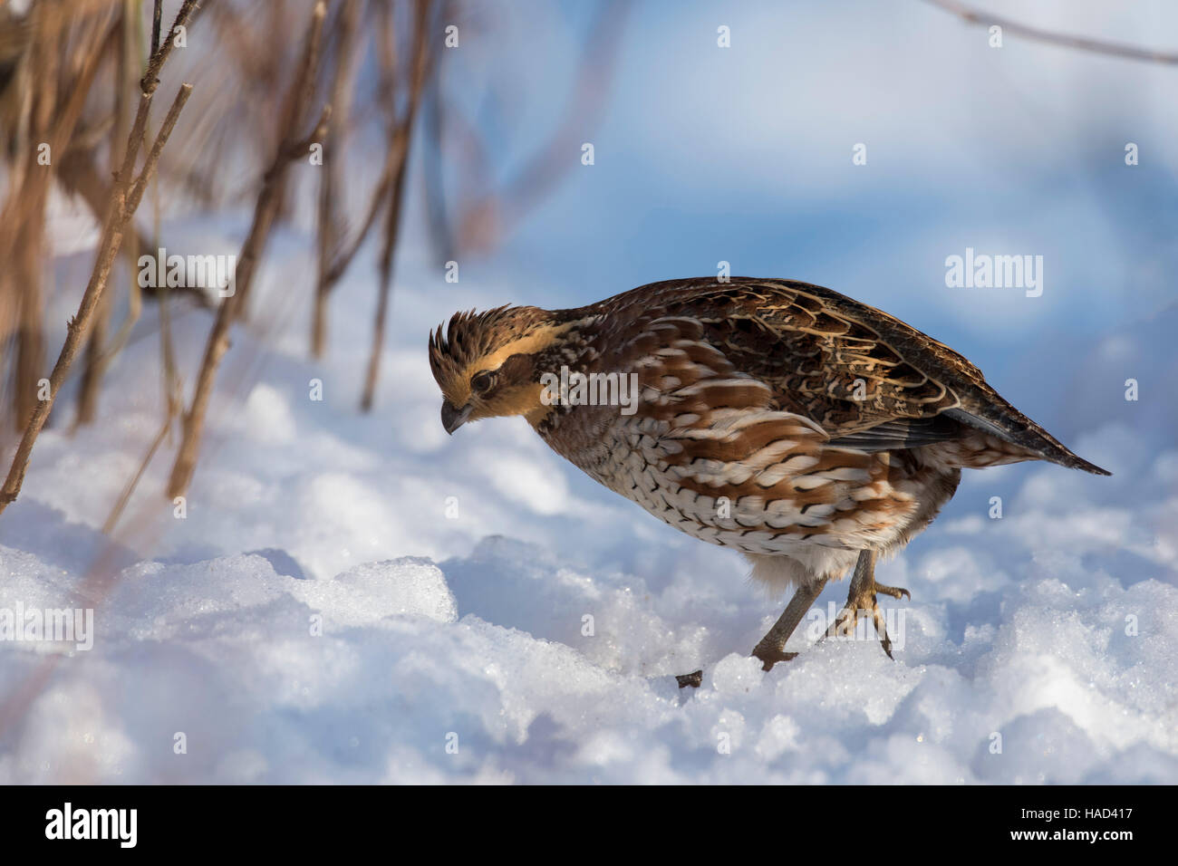 A Female Bobwhite Quail walking on snow Stock Photo - Alamy
