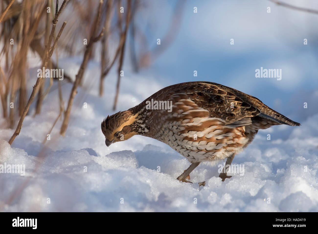 A Female Bobwhite Quail walking on snow Stock Photo - Alamy