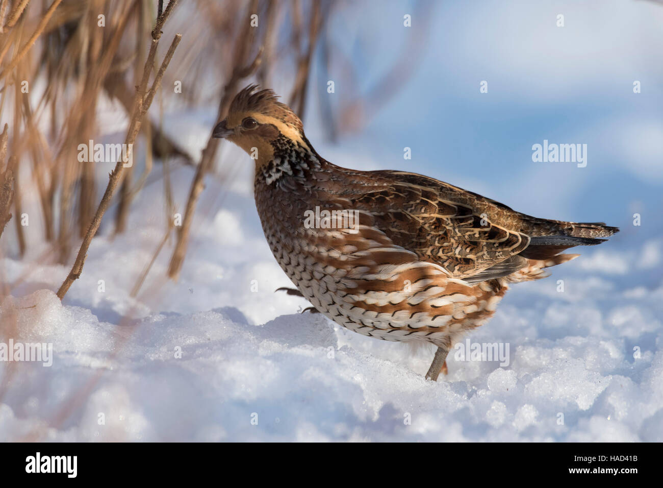 A Female Bobwhite Quail walking on snow Stock Photo - Alamy
