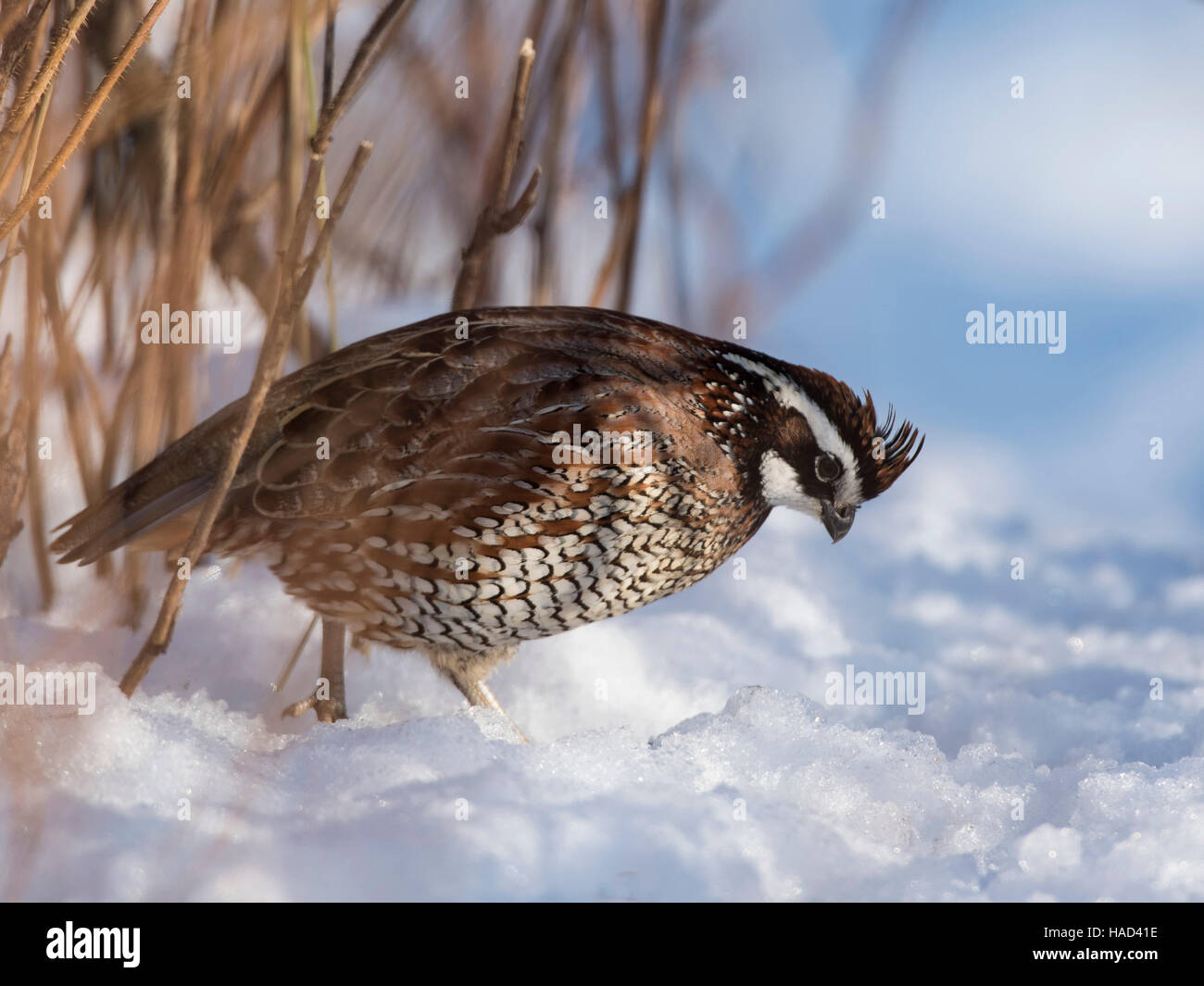 A Male Bobwhite Quail on a snowy winter day Stock Photo - Alamy