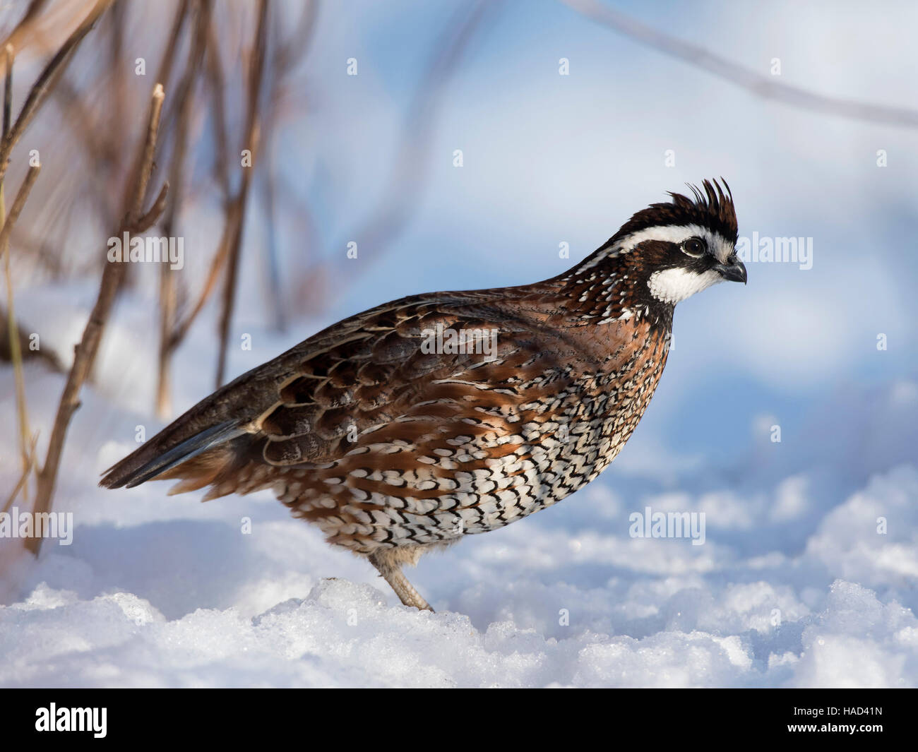 A Male Bobwhite Quail on a snowy winter day Stock Photo - Alamy