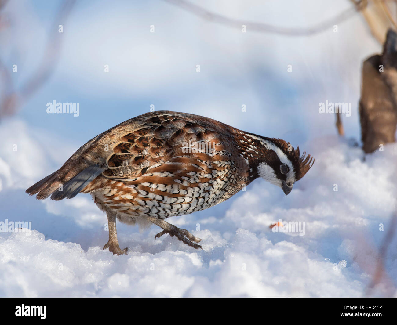 A Male Bobwhite Quail on a snowy winter day Stock Photo - Alamy