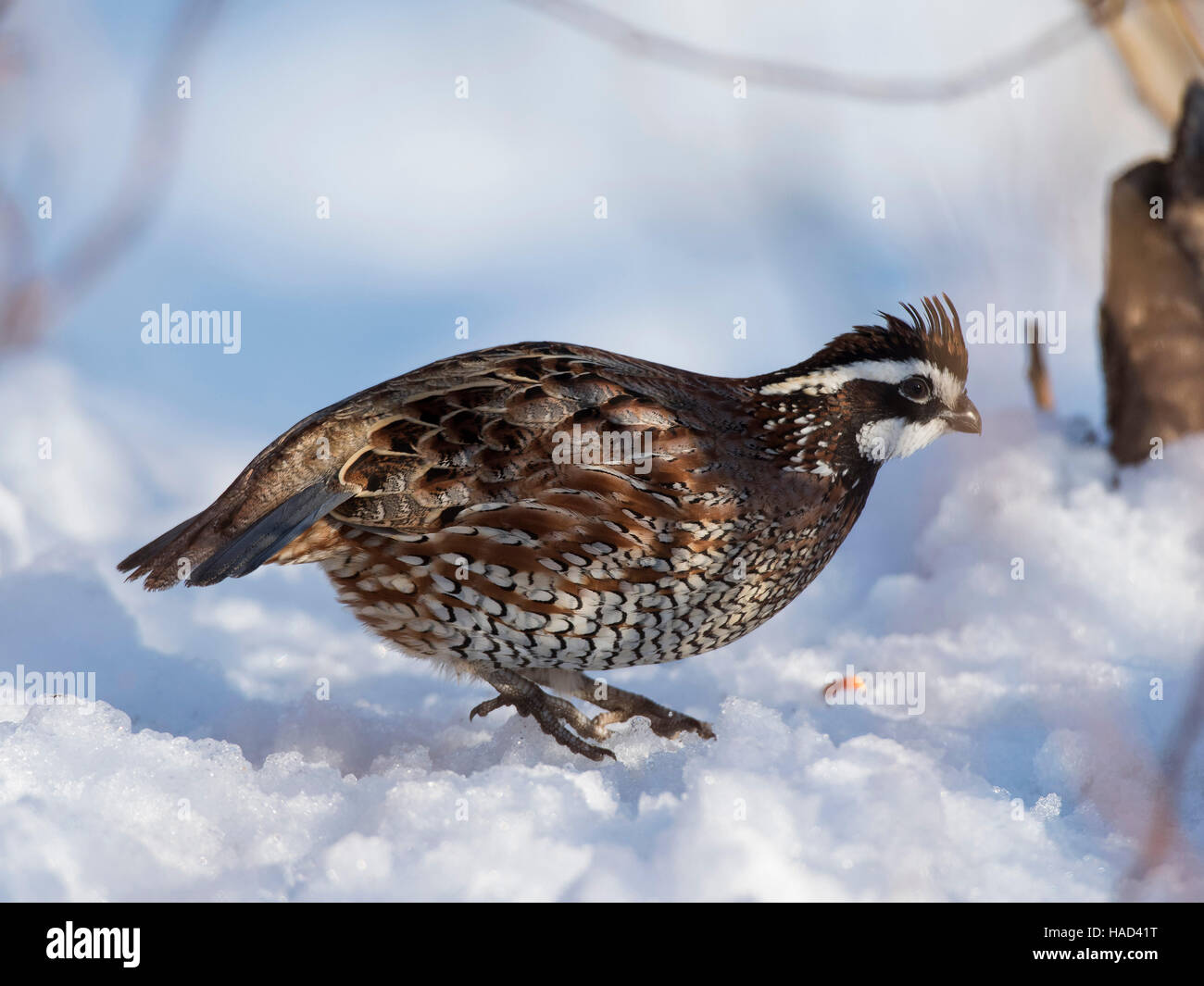 A Male Bobwhite Quail on a snowy winter day Stock Photo - Alamy