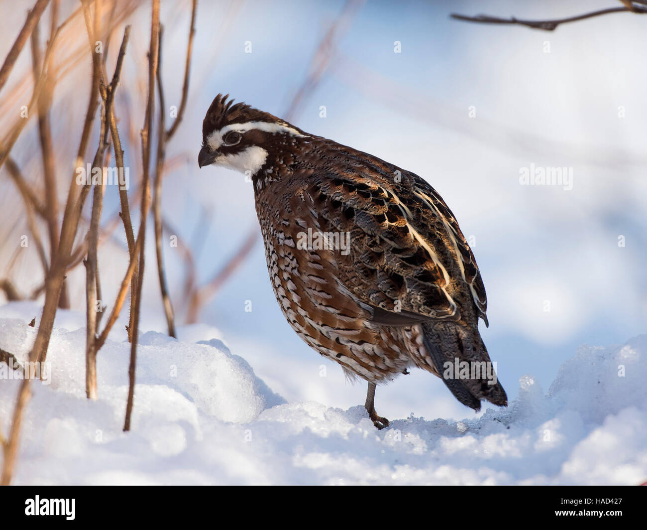 A Male Bobwhite Quail on a snowy winter day Stock Photo - Alamy