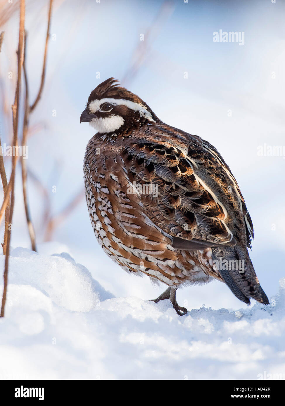 A Male Bobwhite Quail on a snowy winter day Stock Photo - Alamy