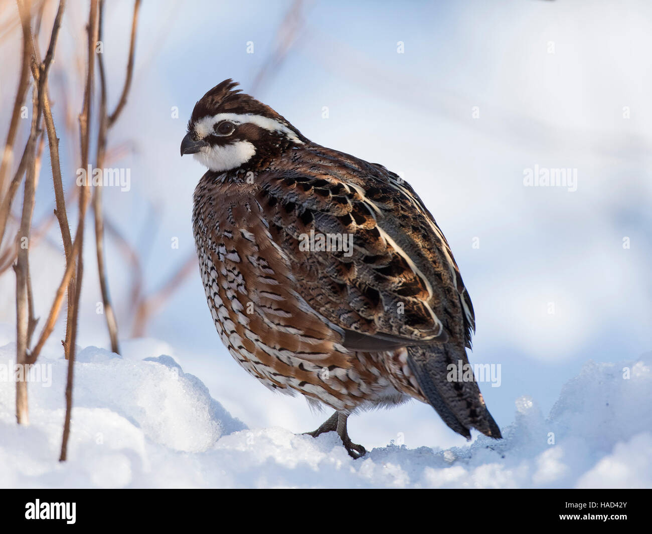 A Male Bobwhite Quail on a snowy winter day Stock Photo - Alamy