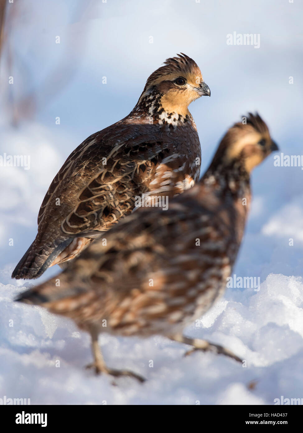 A Female Bobwhite Quail walking on snow Stock Photo - Alamy