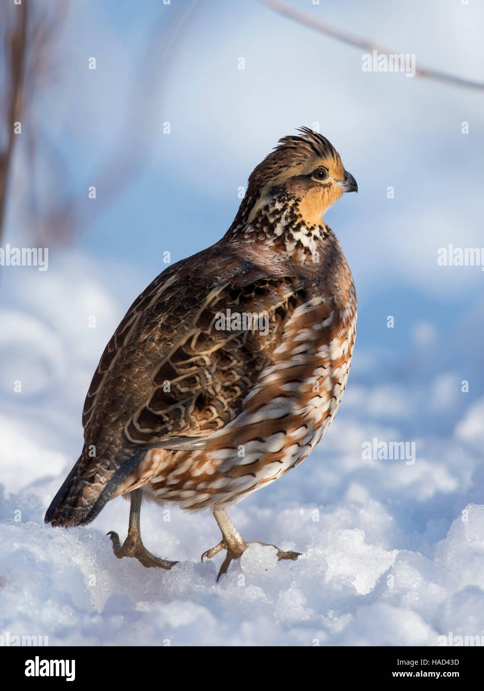 A Female Bobwhite Quail walking on snow Stock Photo - Alamy