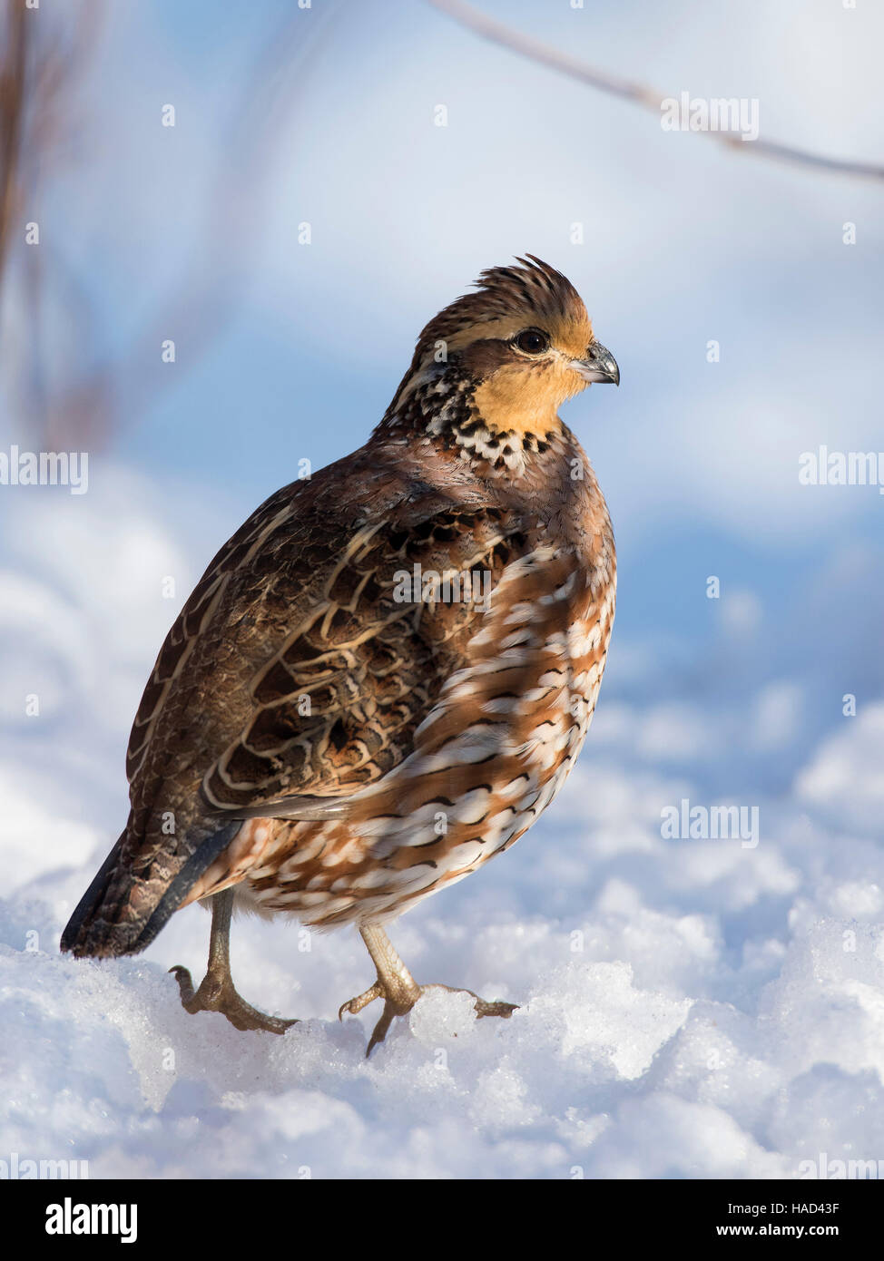 A Female Bobwhite Quail walking on snow Stock Photo - Alamy