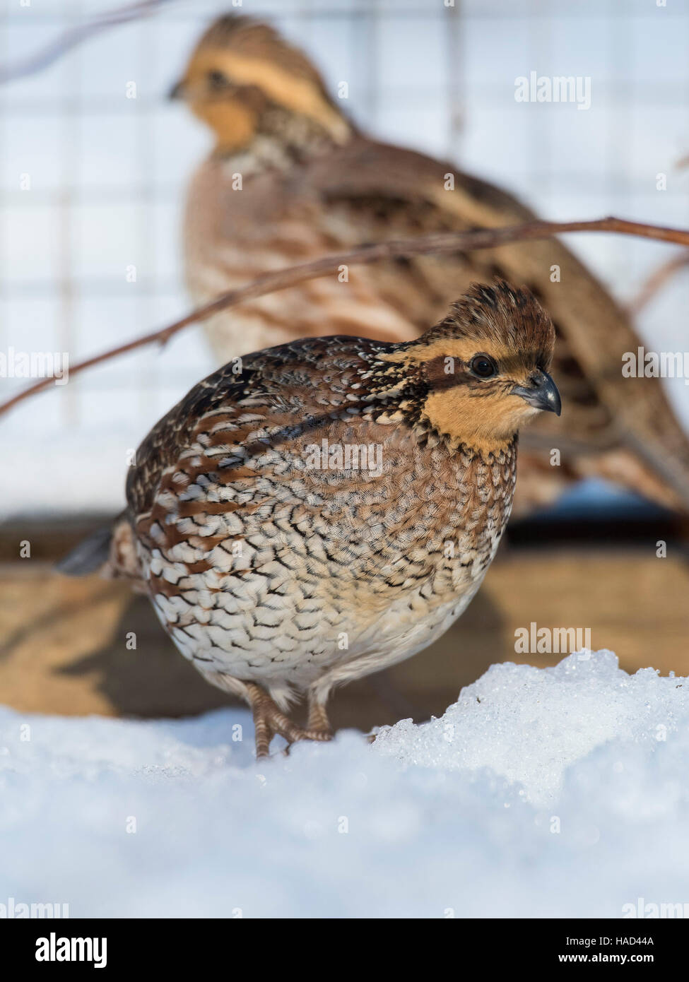 Bobwhite quail covey hi-res stock photography and images - Alamy