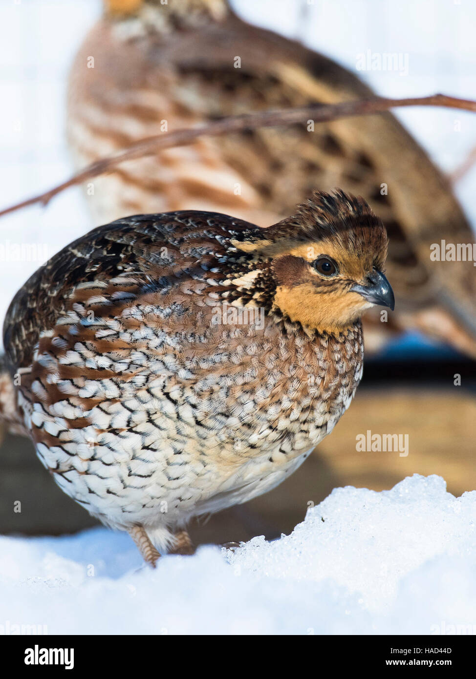 Captive raised Bobwhite Quail Stock Photo - Alamy