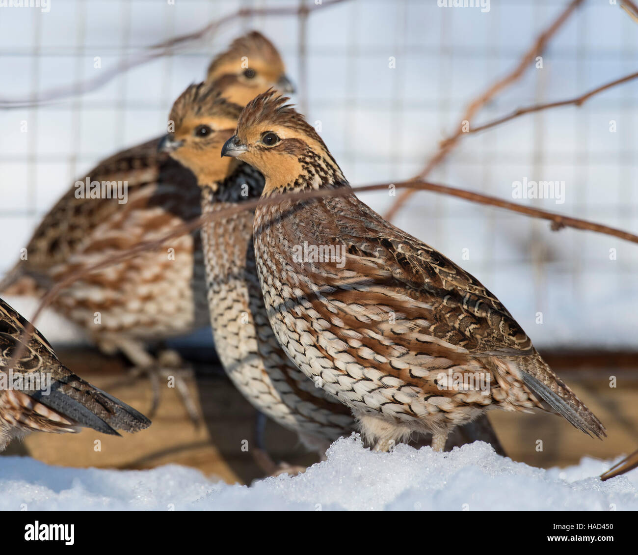 Captive raised hi-res stock photography and images - Alamy