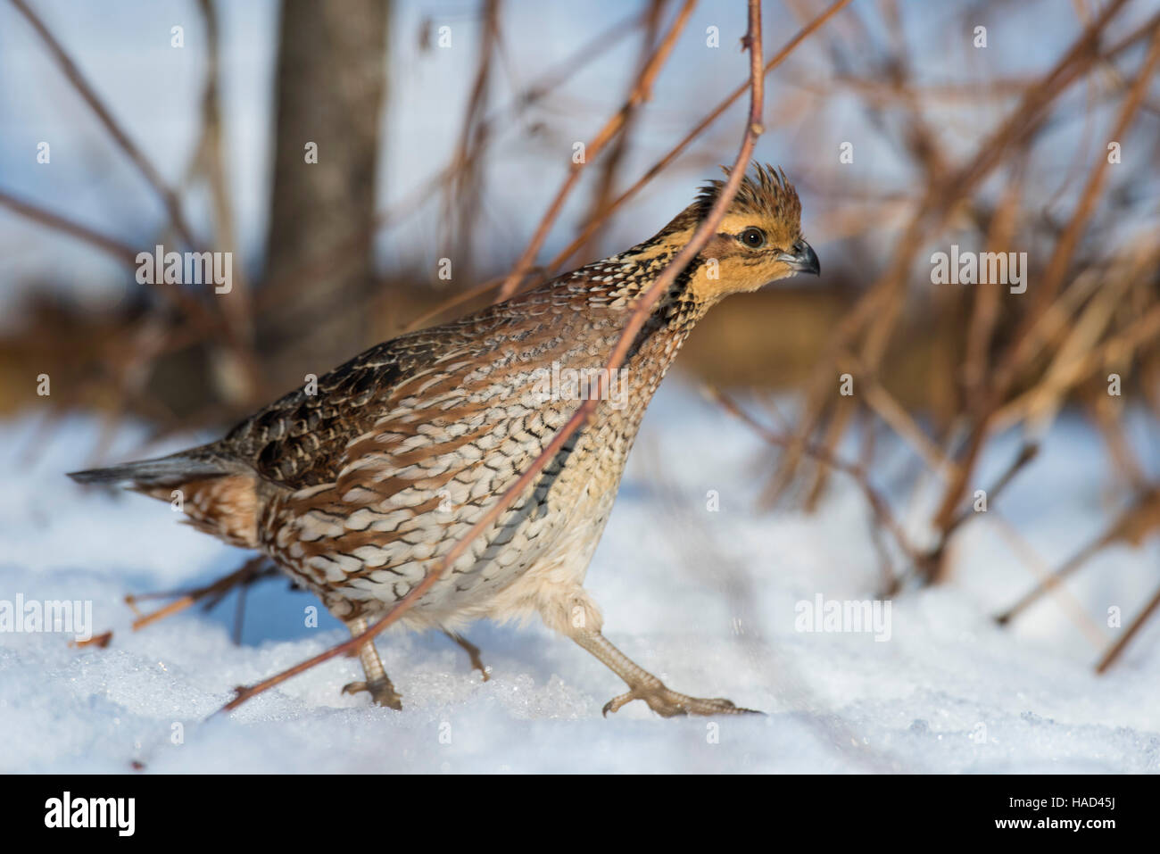 A Female Bobwhite Quail walking on snow Stock Photo - Alamy