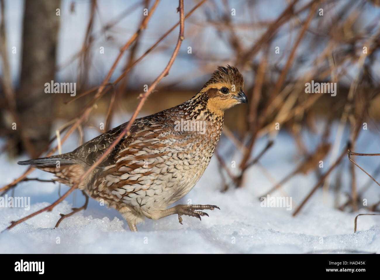 A Female Bobwhite Quail walking on snow Stock Photo - Alamy