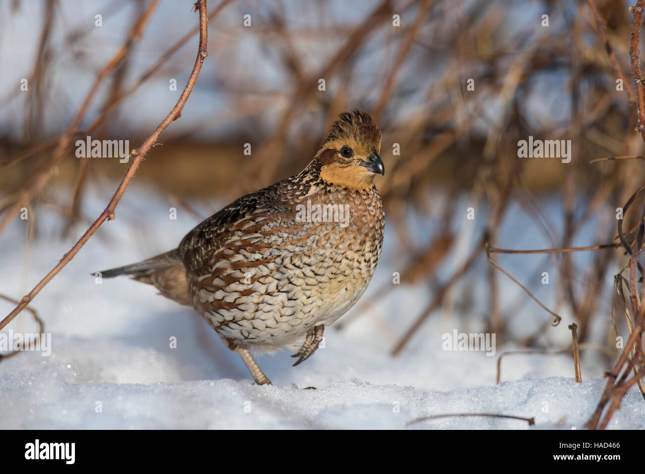 A Female Bobwhite Quail walking on snow Stock Photo - Alamy