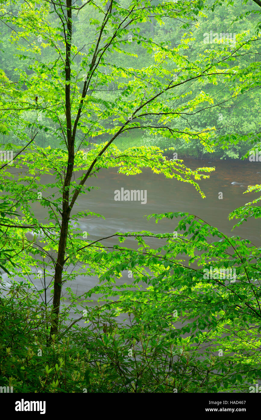 Lehigh River through forest from Lehigh Gorge Trail, Lehigh Gorge State ...