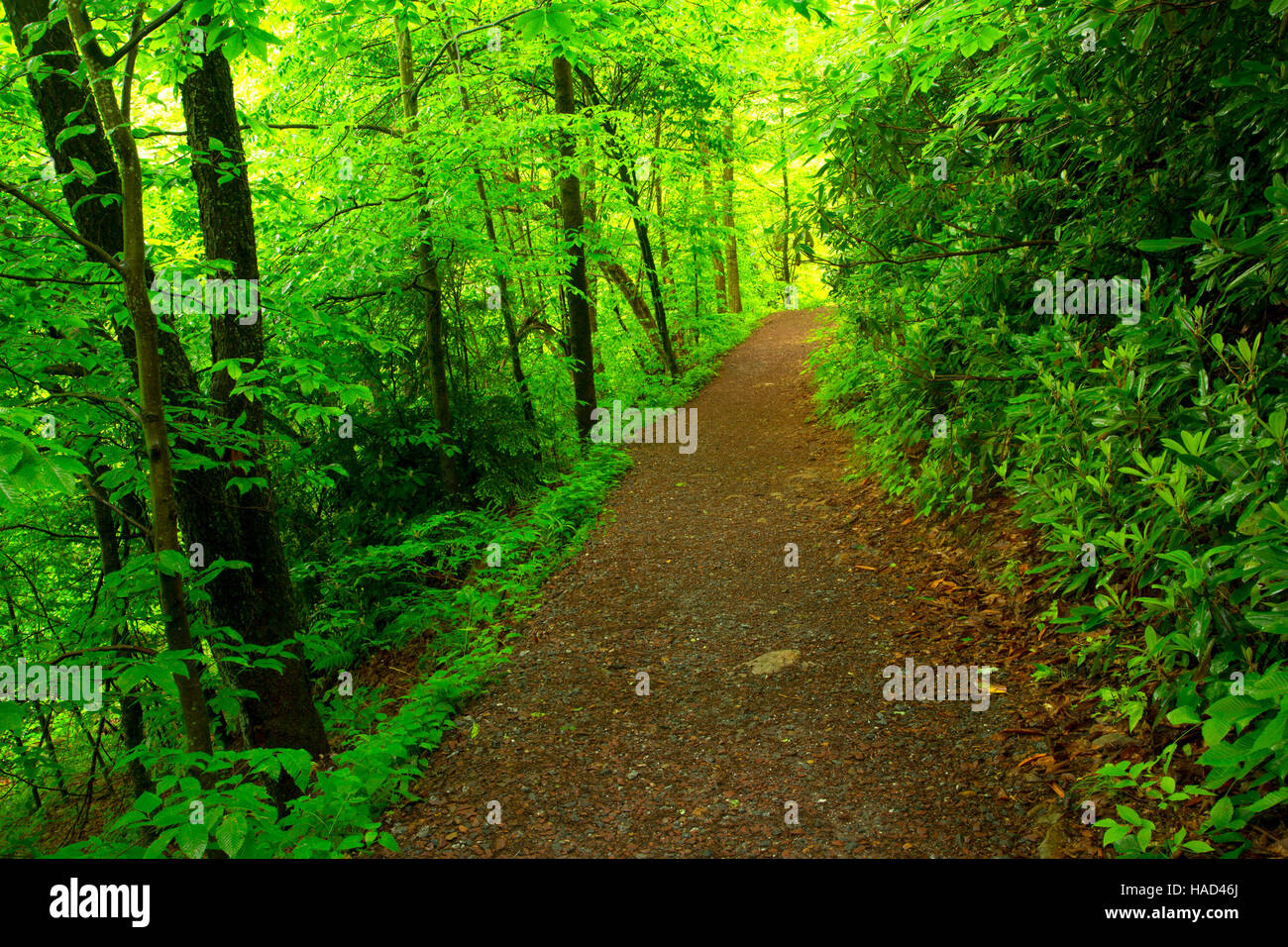 Hawk Falls Trail, Hickory Run State Park, Pennsylvania Stock Photo - Alamy