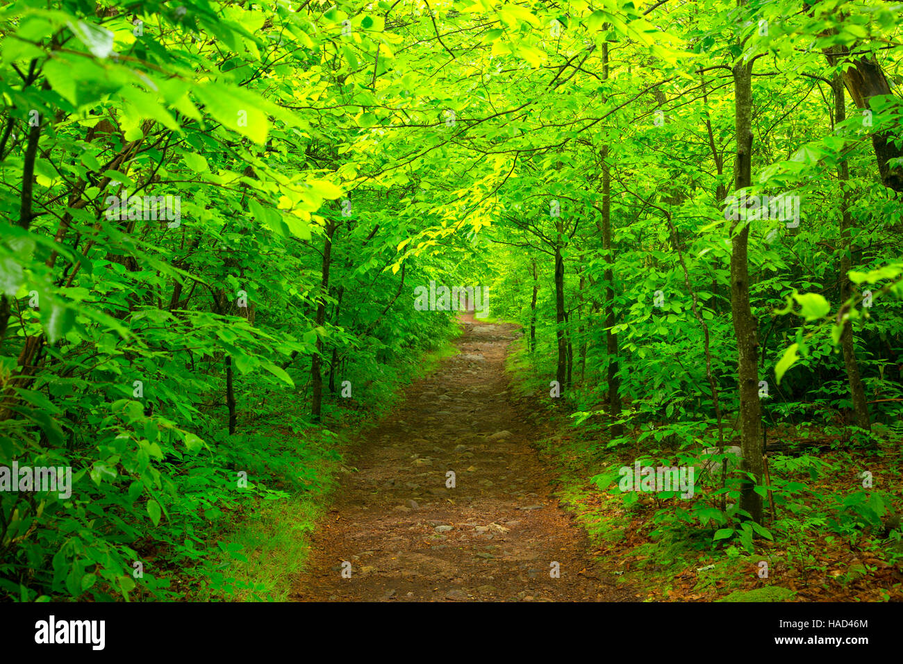 Hawk Falls Trail, Hickory Run State Park, Pennsylvania Stock Photo - Alamy