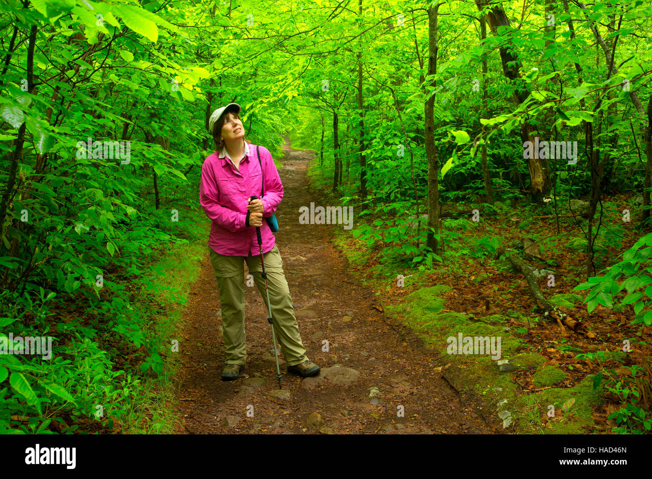 Hawk Falls Trail, Hickory Run State Park, Pennsylvania Stock Photo - Alamy