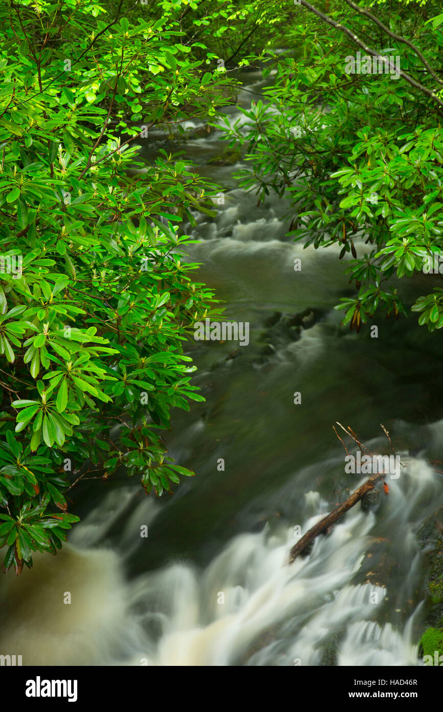 Hawk Run along Hawk Falls Trail, Hickory Run State Park, Pennsylvania ...