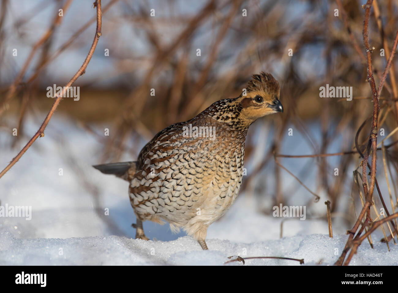 A Female Bobwhite Quail walking on snow Stock Photo - Alamy