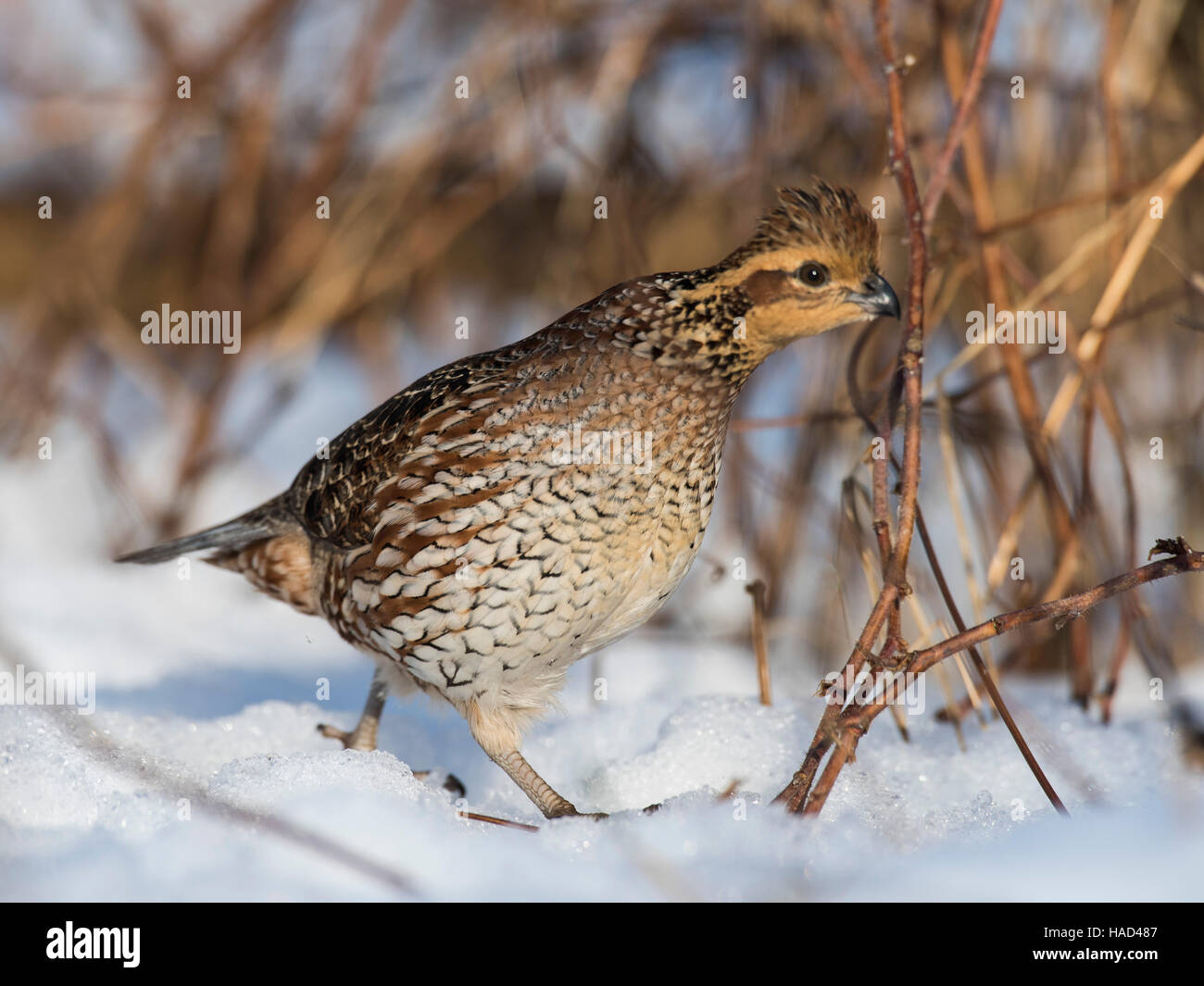 A Female Bobwhite Quail walking on snow Stock Photo - Alamy