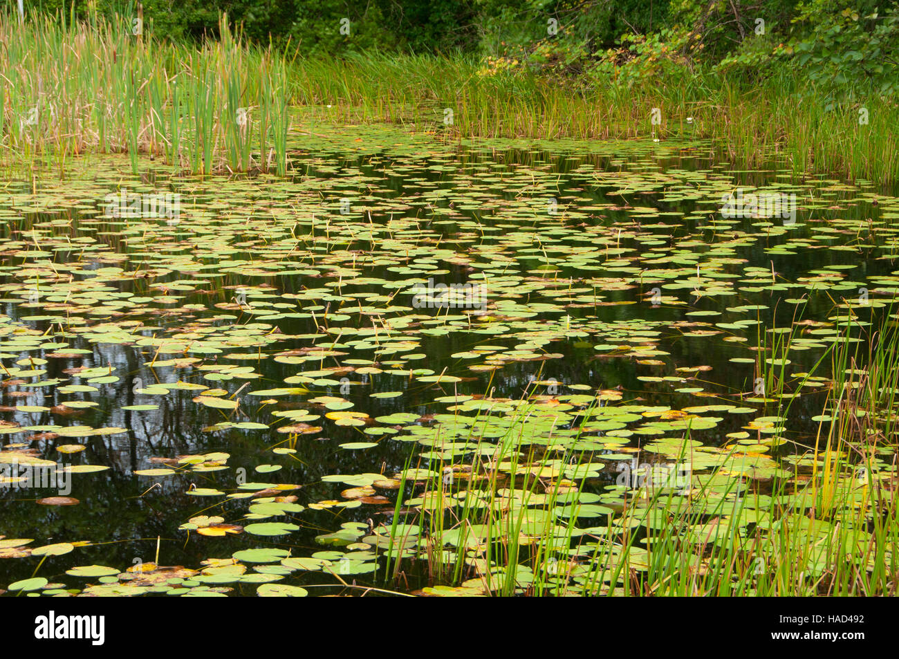 Farm Pond, Trustom Pond National Wildlife Refuge, Rhode Island Stock ...
