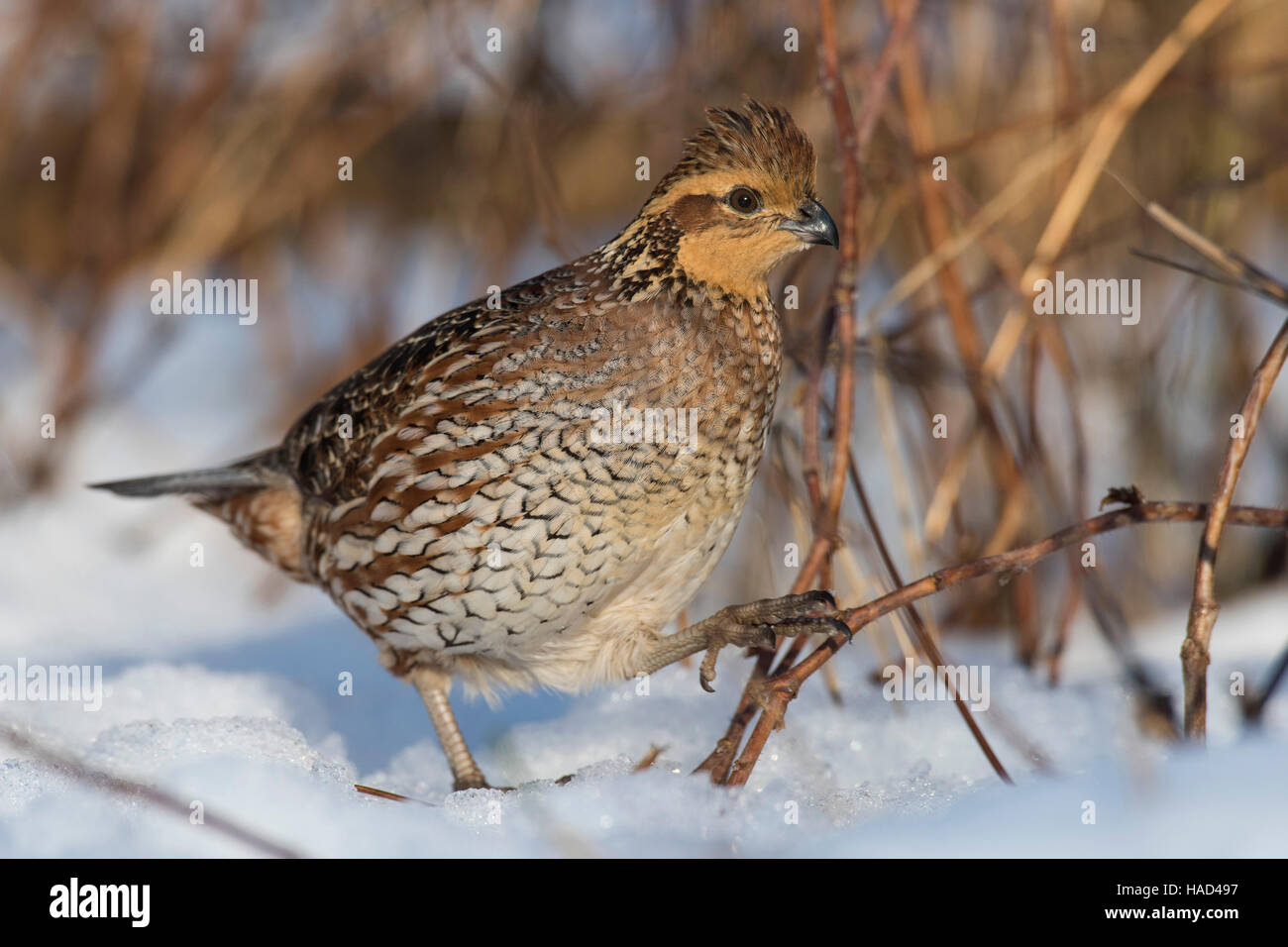 A Female Bobwhite Quail walking on snow Stock Photo - Alamy