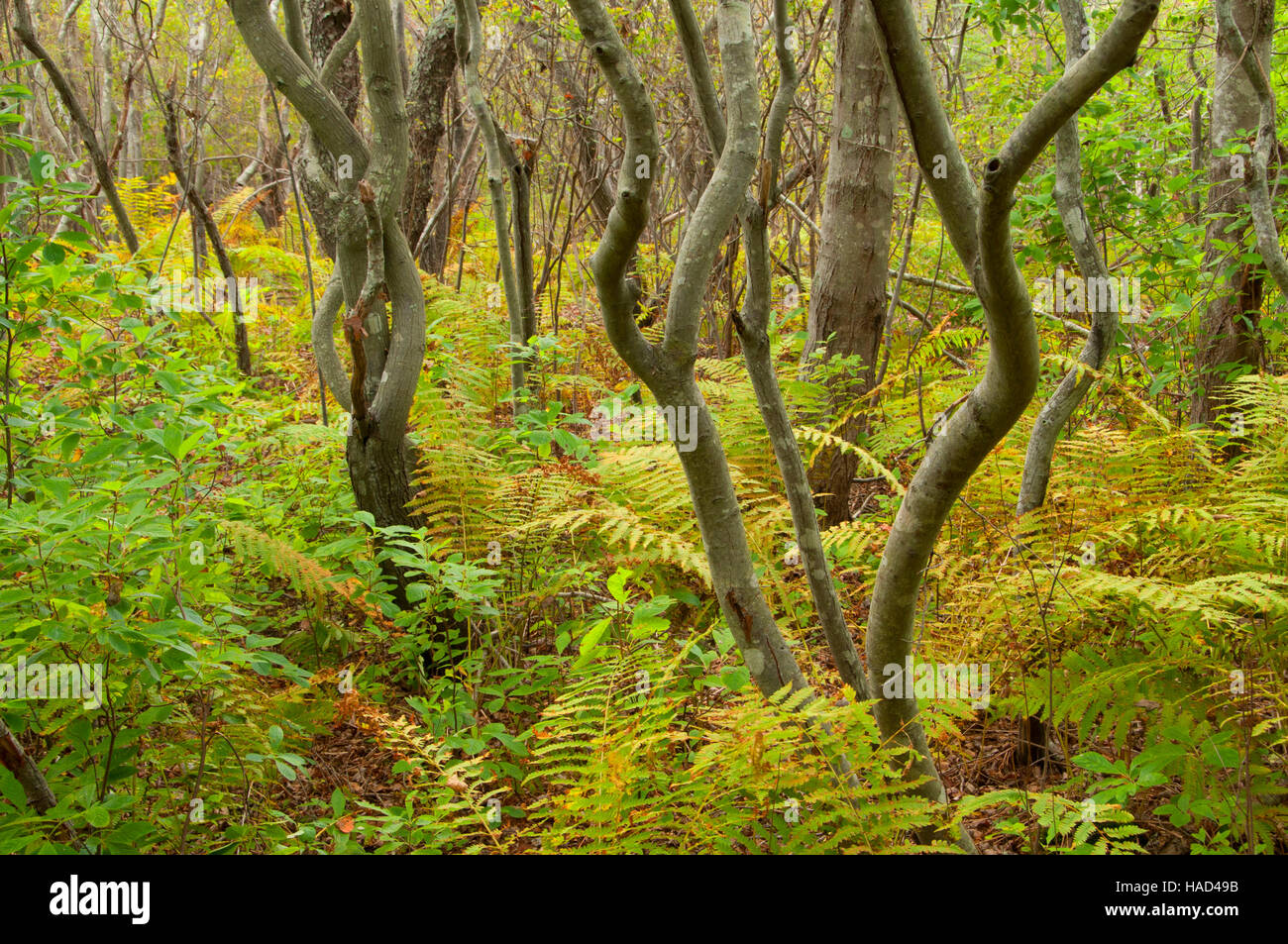 Twisted tree trunks, Trustom Pond National Wildlife Refuge, Rhode ...