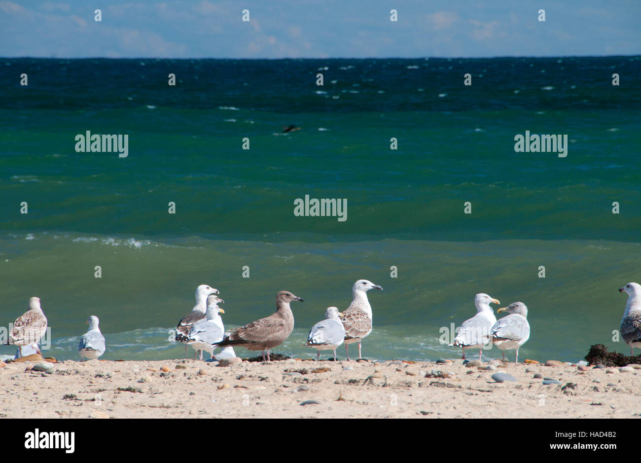 Rhode island birds hi-res stock photography and images - Alamy