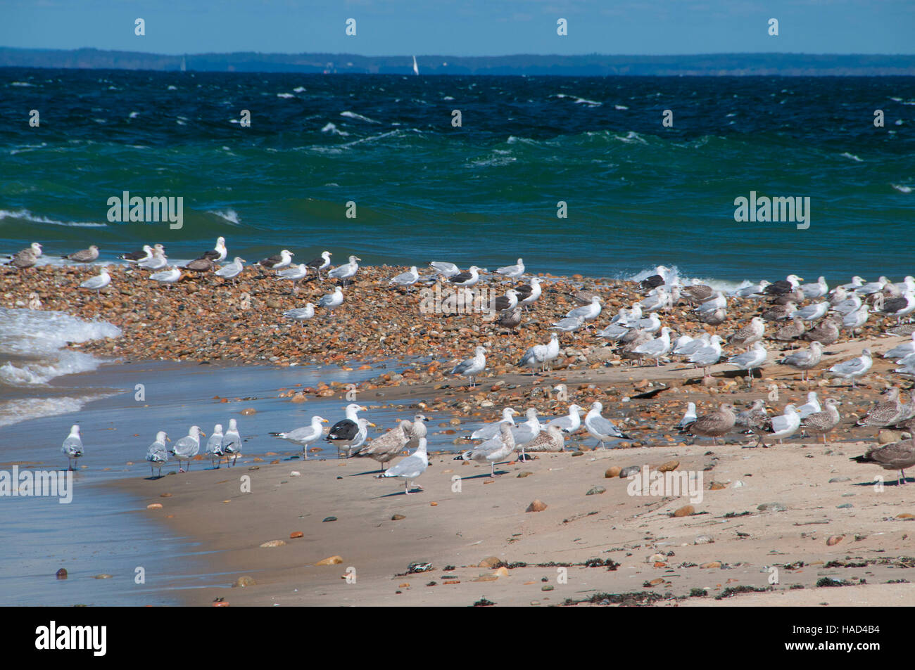 Gulls on Sandy Point, Block Island National Wildlife Refuge, Block ...