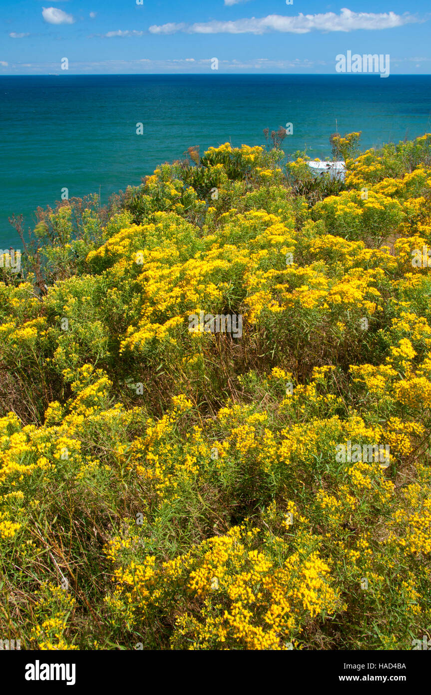 Coastal bluff scrub hi-res stock photography and images - Alamy