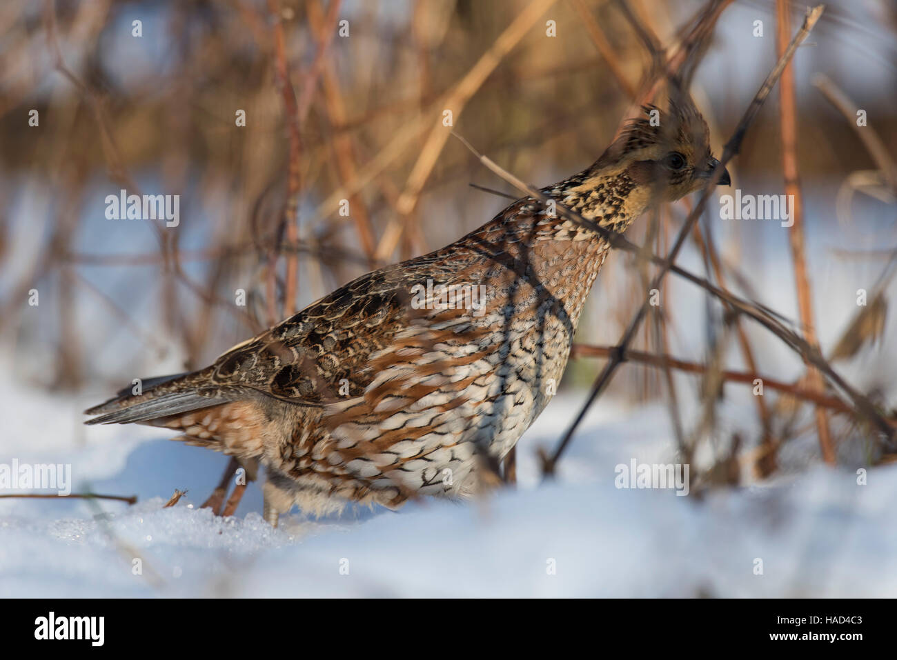 A Female Bobwhite Quail walking on snow Stock Photo - Alamy